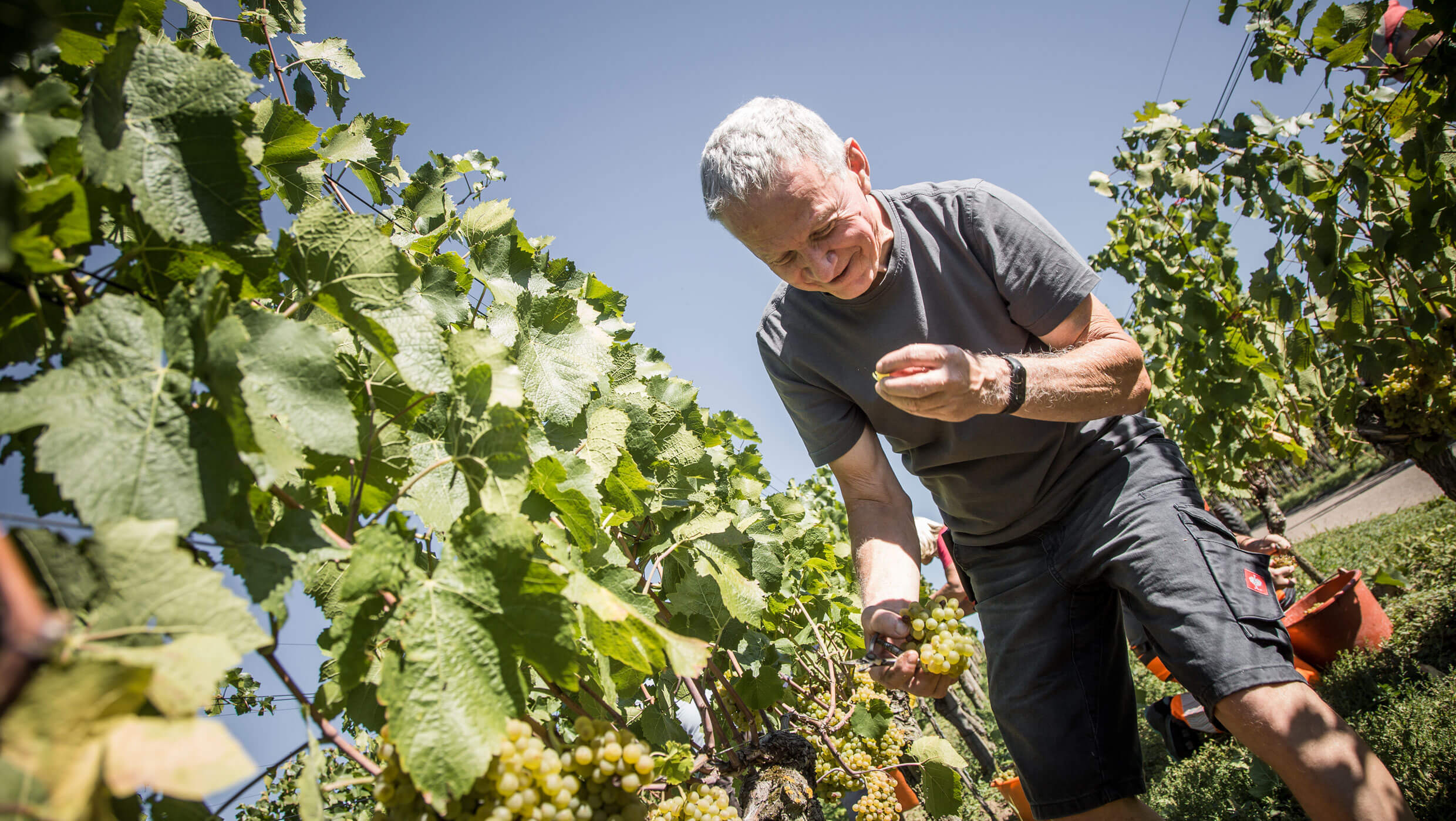 Wir – Burkheimer Winzer